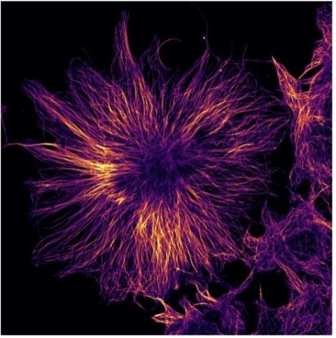 How does Confocal NL use Argo-SIM to demonstrate the improved lateral ...